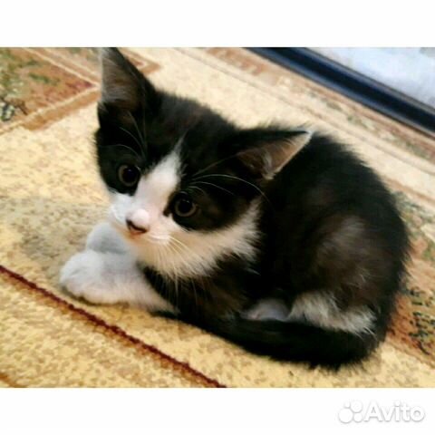 Котик