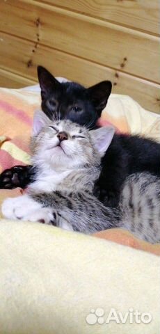 Котята 2 месяца