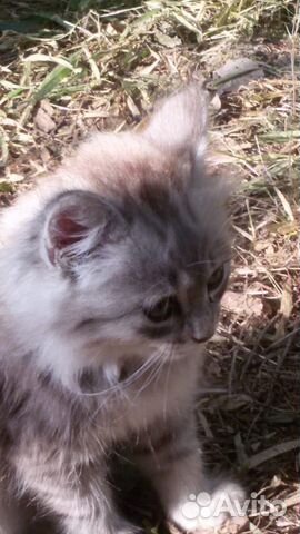 Три малышки ищут дом