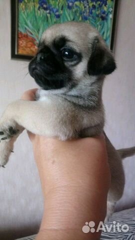 Мопсюшка милая девчушка