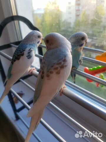 Волнистые попугаи