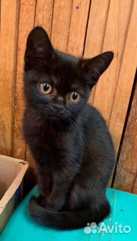 Котенок чёрный- девочка