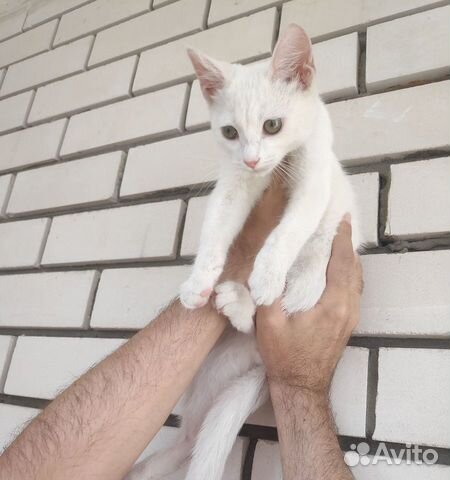 Степа ищет дом