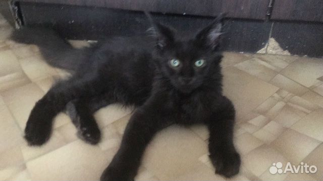 Продаю Майн-куна