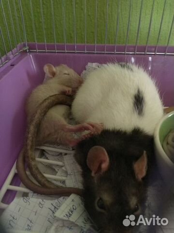 Крыса и крысенок