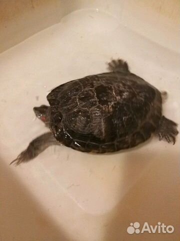 Морская черепаха