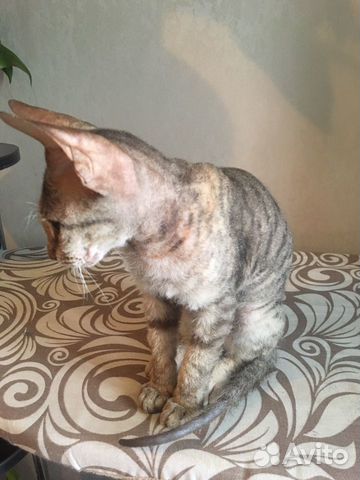 Метис Сфинкса