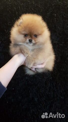Кокетка Сью