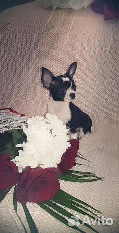 Девочка Чихуахуа