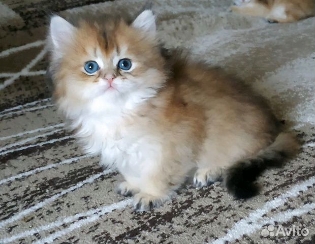 Британский котик длинношерстный