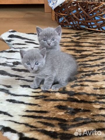 Котята британа и русской голубой