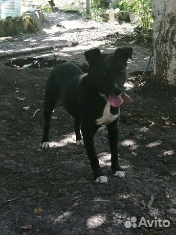 Красавица Стеша в добрые руки