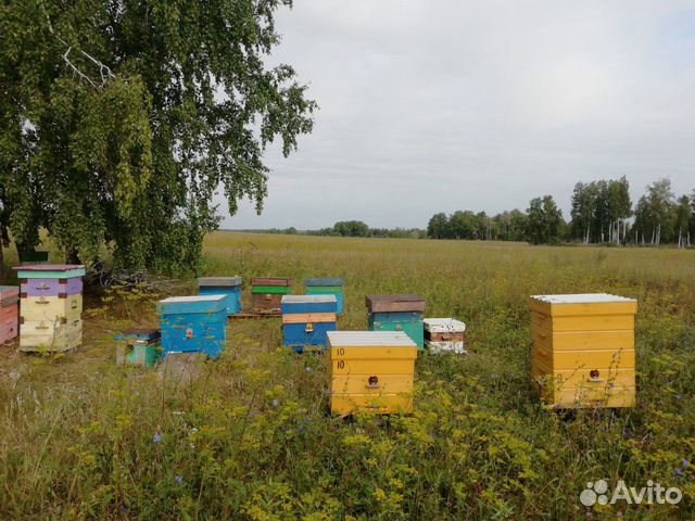 Пчелы, пчёлосемьи, рои, отводки