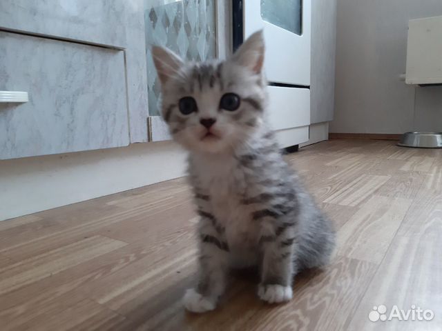 Шотландская прямоухая