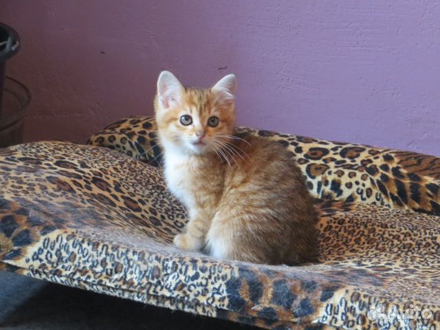 Очаровательные девочки-котята в добрые руки