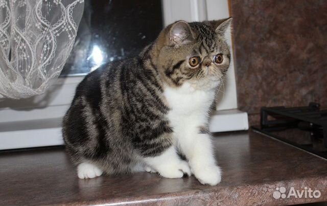 Шикарный плюшка для вас