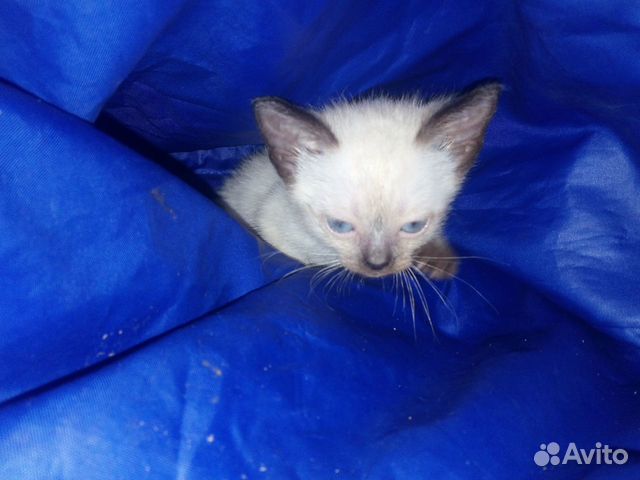 Красавицы тайчата