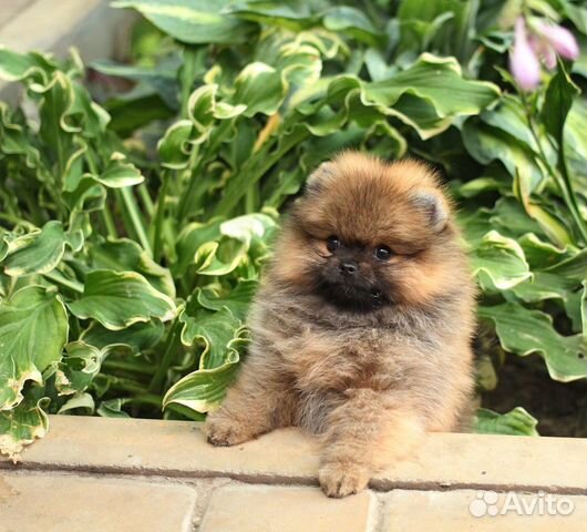 Просто прелесть :)