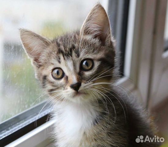 Ищет дом малыш Симон