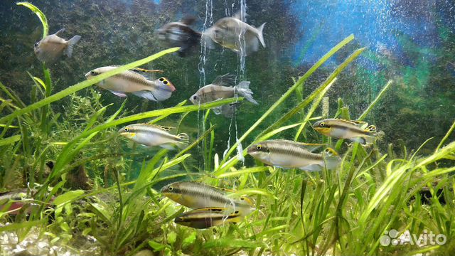 Пельвикахромис пульхер или рыбка попугайчик