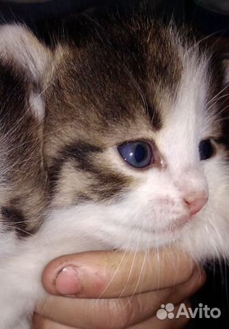 Отдам котят,1 мес
