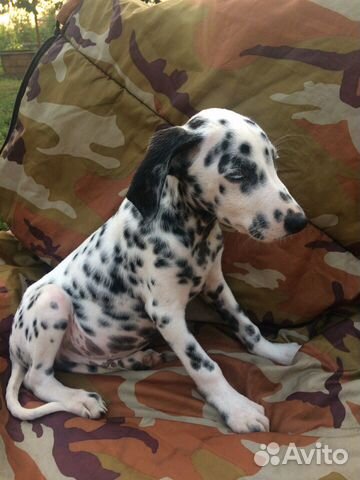 Далматинчики