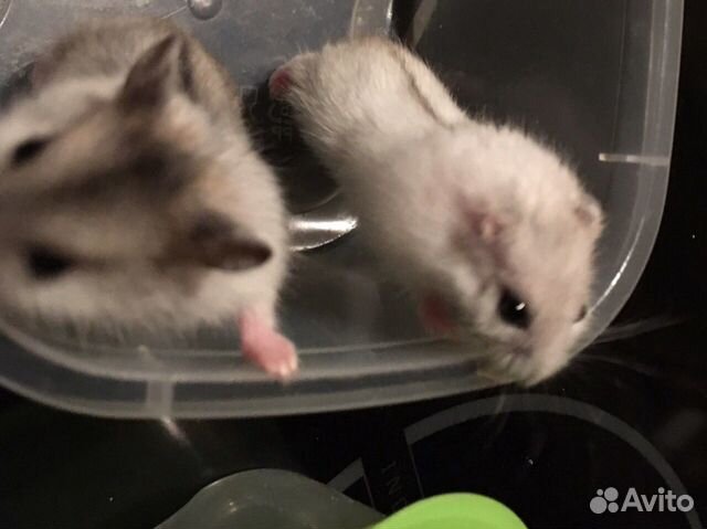 Мальчик и девочка джунгарики