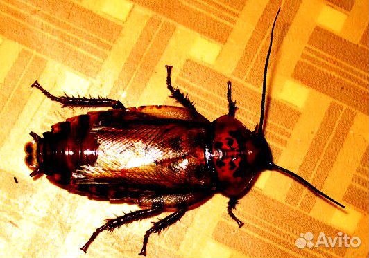 Экзотические тараканы