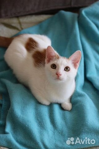 Бело-рыжий котенок мальчик в дар