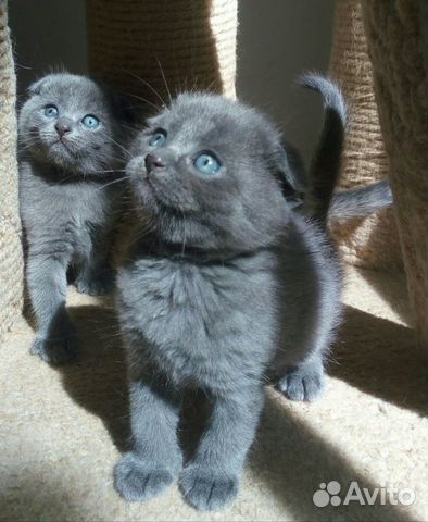 Плюшевые медвежата