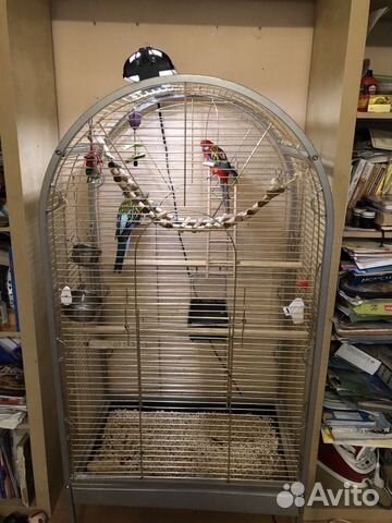 Попугаи розеллы (пара)