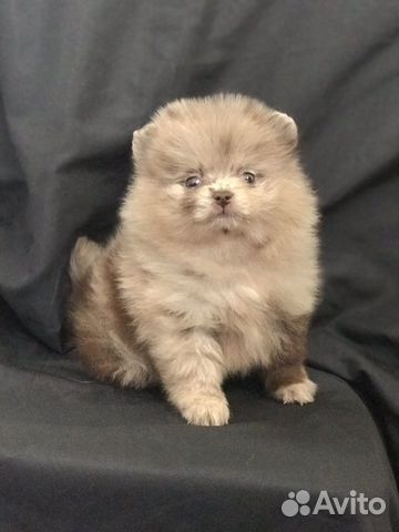 Девочка шоколадный мрамор