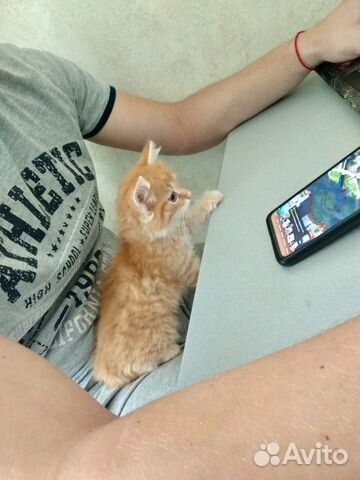 Котенок в добрые руки