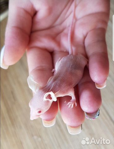 Лысая мышь сфинкс