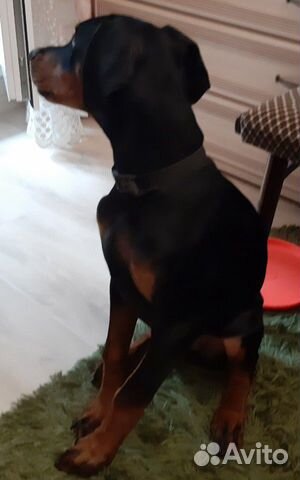 Щенок добермана