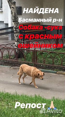 Найдена собака Басманный район Sos