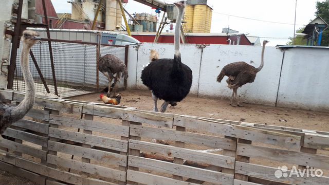 Семья Страусов