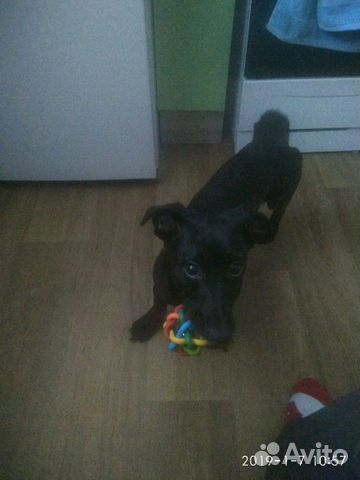 Комнатная собака