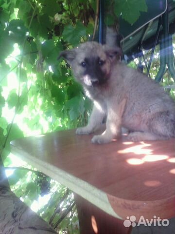 Щенок в добрые руки