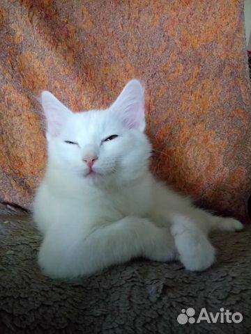 Белый котейка ищет семью