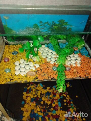 Аквариум с тритоном