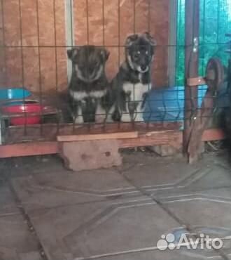 Щенок западносибирской лайки