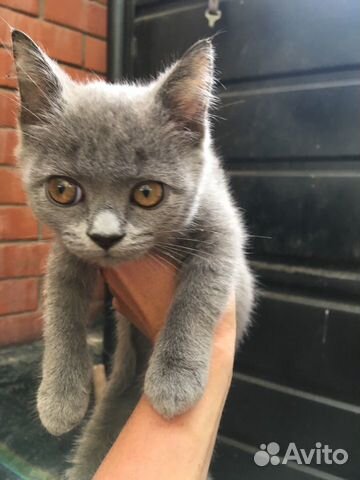 Милая Кошечка и шоколадка