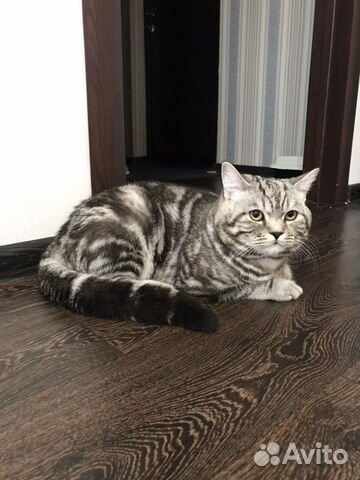 Кот на вязку