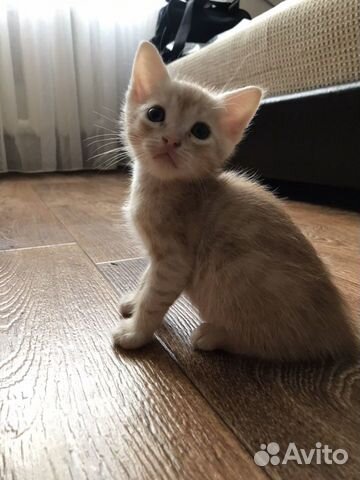 Отдается рыжий котенок мальчик в добрые руки