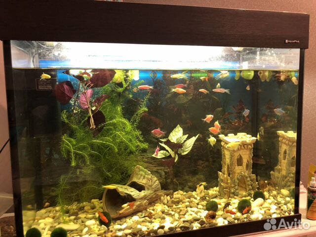 Аквариум с рыбками