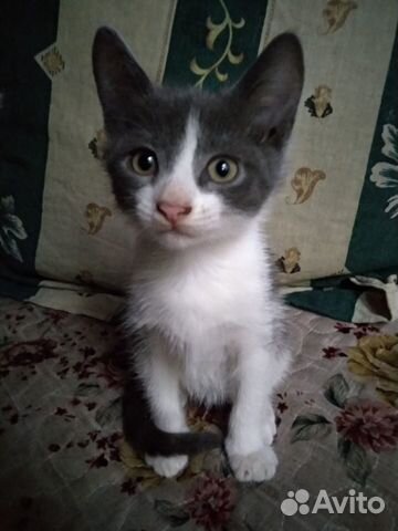 Ласковые, игривые котята в хорошие руки