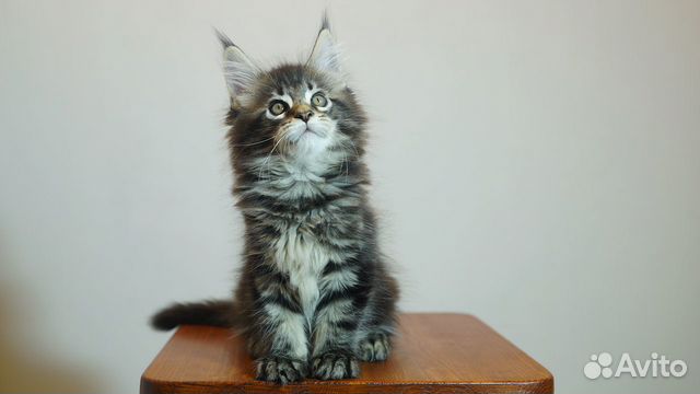 Котята мейн-кун