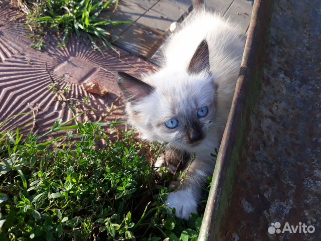 Котенок