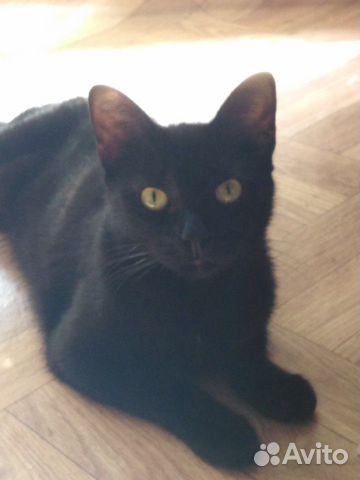 Чёрная кошка